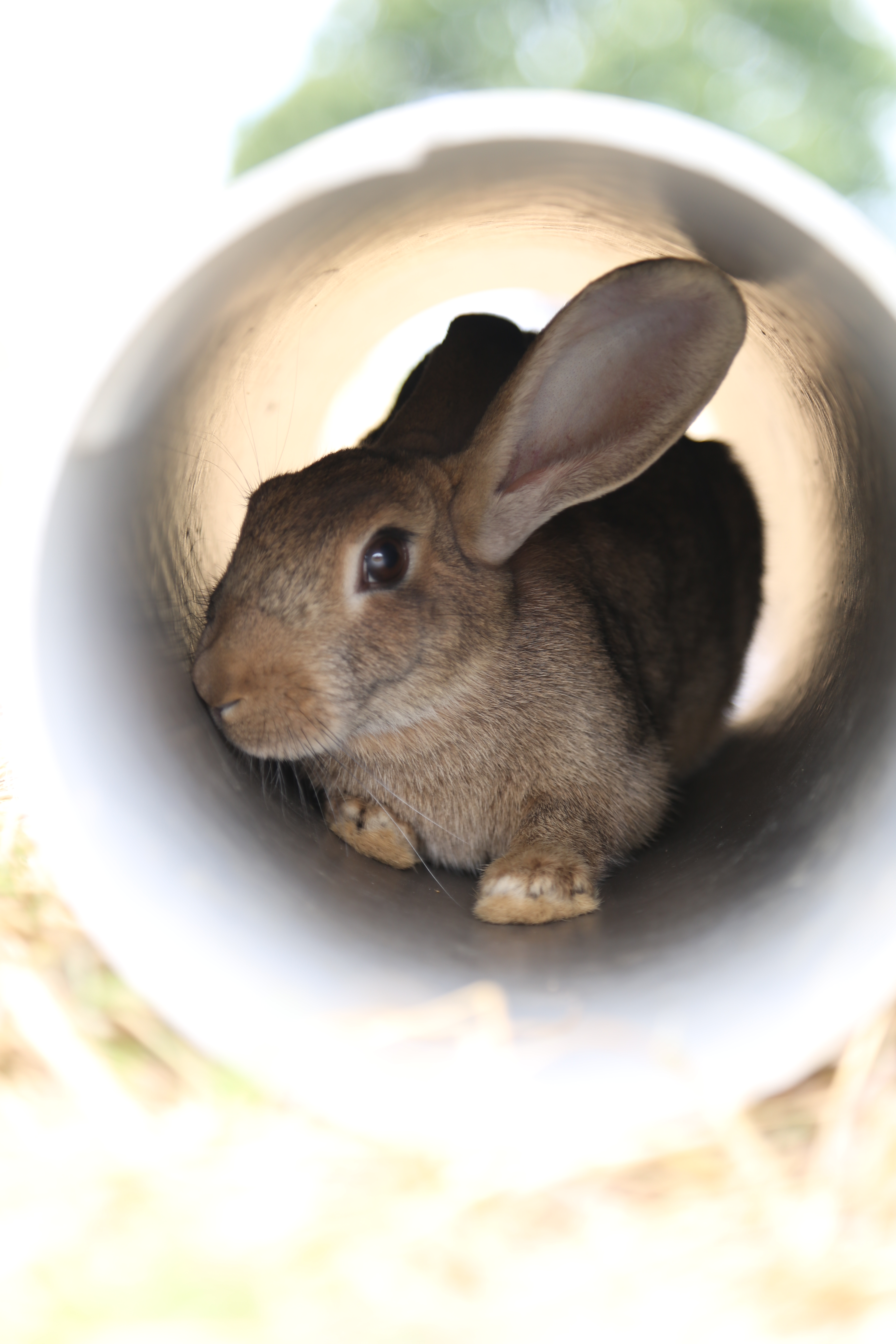 Who is the rabbit? - INFOGRAPHIC