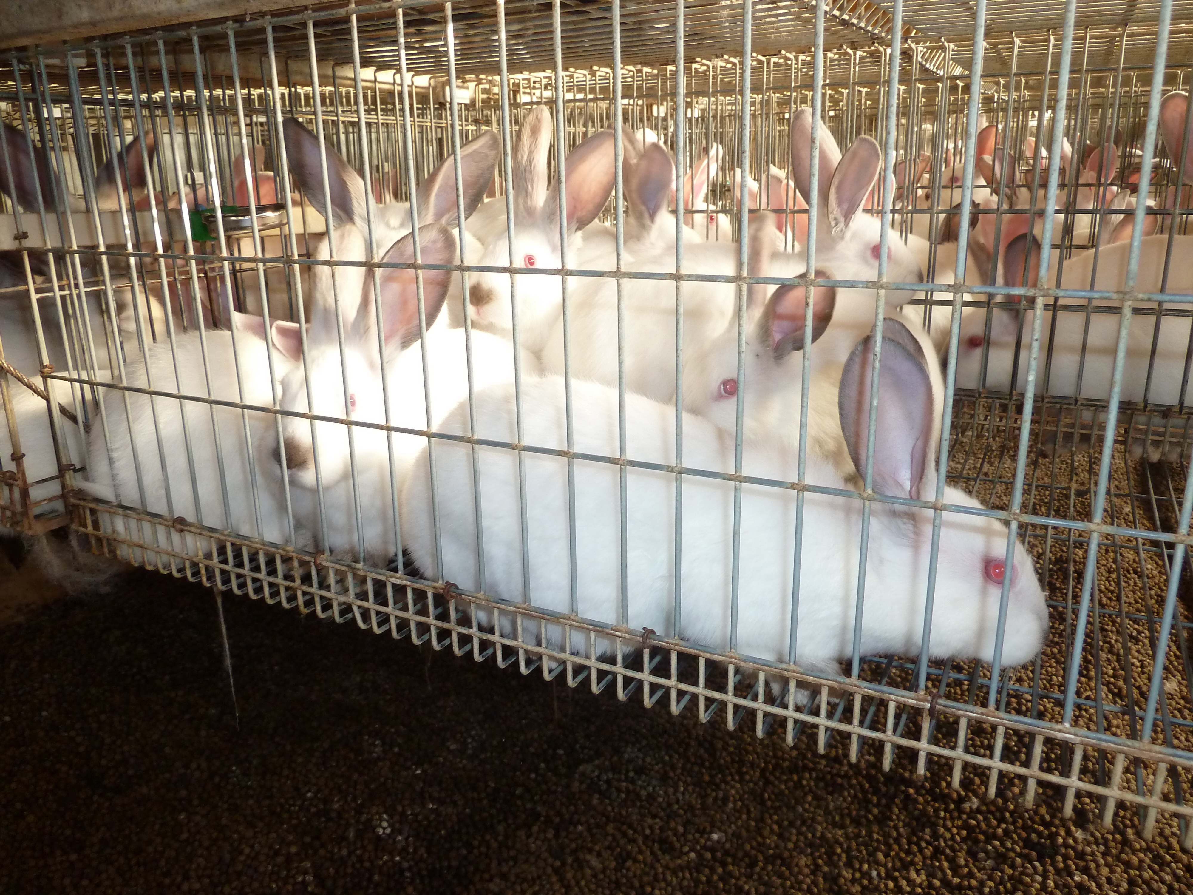 Producción de conejos en jaulas