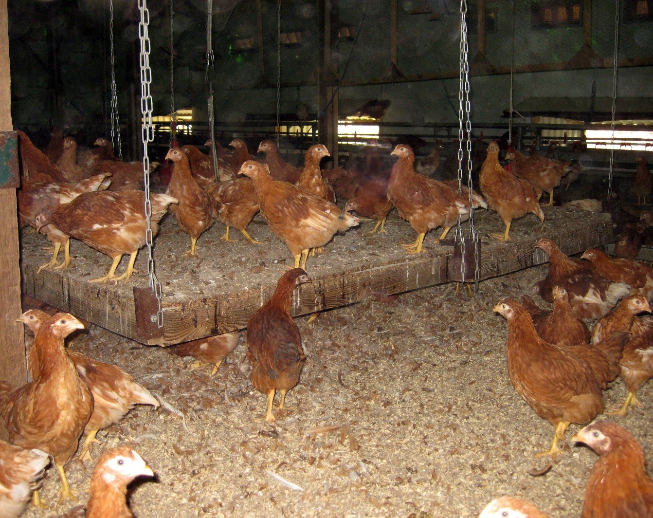 Resources: Laying Hens