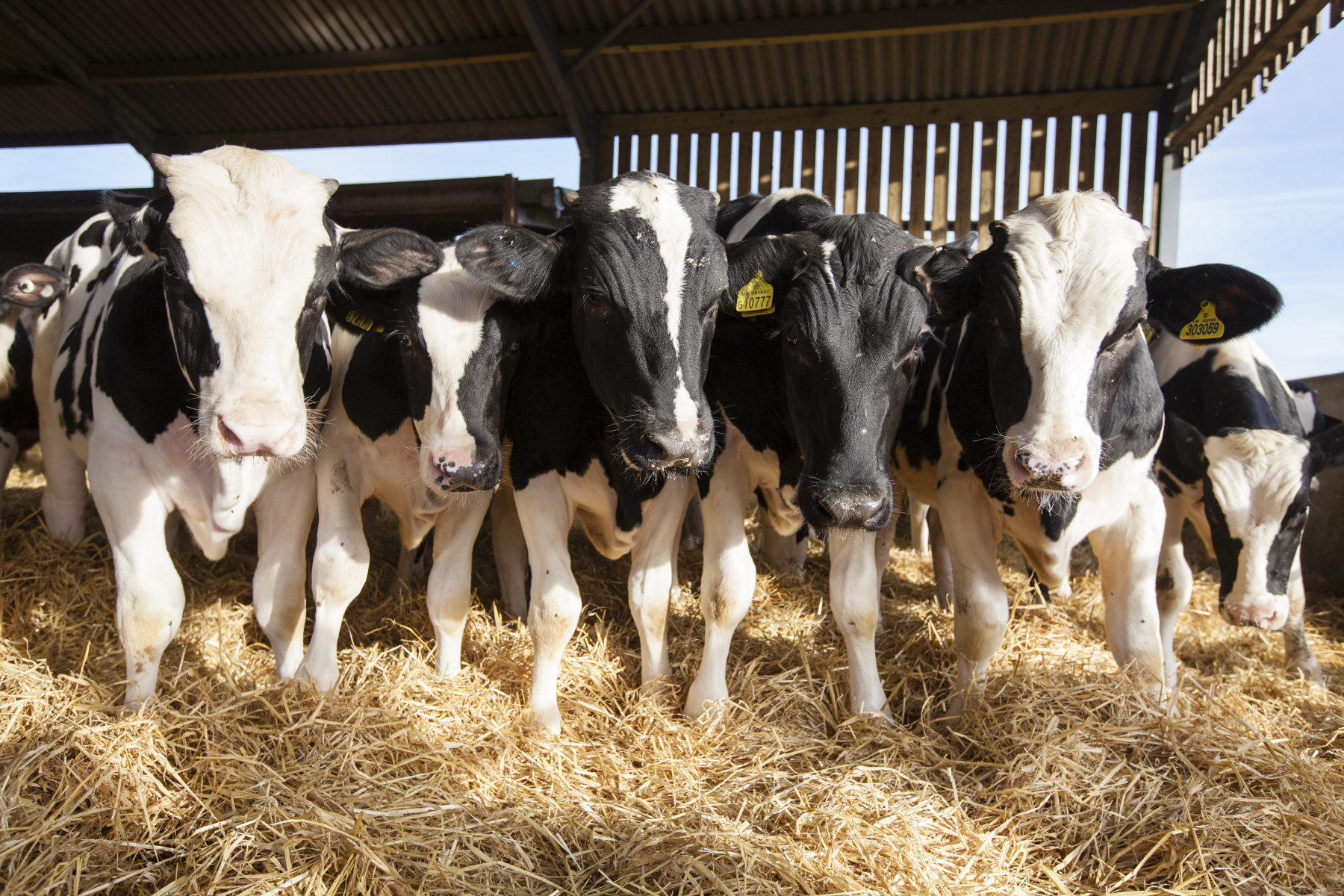 Tengo El Logo De La Vaca Lechera